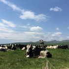 ナイタイ高原牧場｜日本一広い公共牧場。頂上付近にはレストハウスもあります。｜かみしほろ観光情報